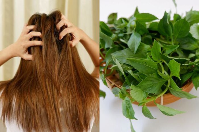 Bisa Dicoba Nanti Sore, Coba Iseng Oleskan Daun Kemangi Ke Rambut ... Bisa Dicoba Nanti Sore, Coba Iseng Oleskan Daun Kemangi Ke Rambut ...