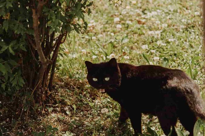 7 Mitos tentang Kucing yang Populer, Ternyata Ini Kebenarannya - Kids