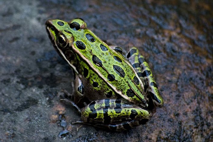 Organ Pernapasan Katak: Fase Berudu hingga Katak Dewasa yang Hidup di ...