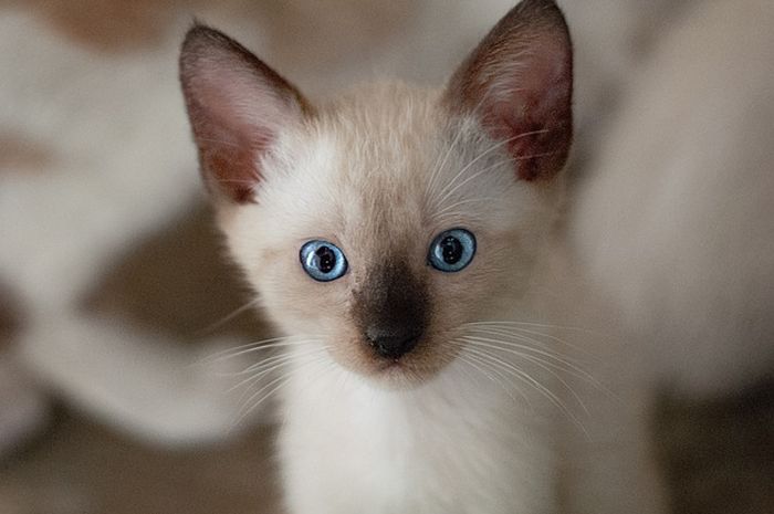 6 Jenis Kucing yang Paling Manja dan Cocok Dijadikan Peliharaan - Kids