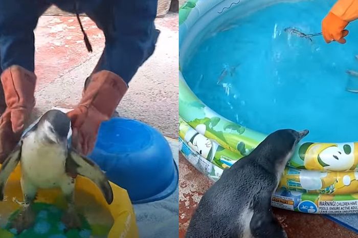 Bikin Sedih dan Terharu, Penguin Ini Belajar Atasi Rasa Takut Berenang ...