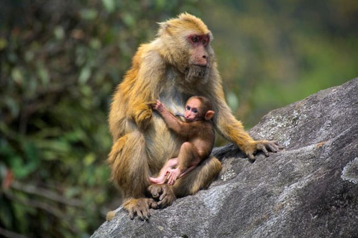 Macaca selai, Spesies Baru Kera Dari India yang Terancam Punah ...