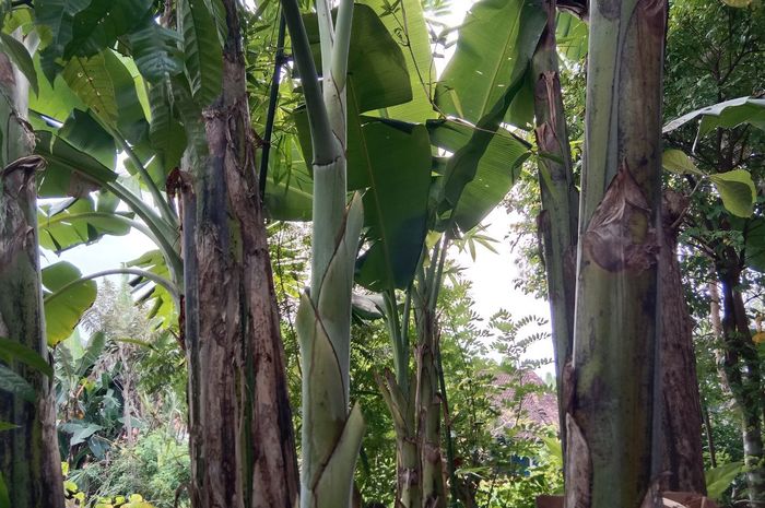 Di Amerika Harganya Bisa Sampai Setengah Kilo Daging Sapi, Siapa Sangka ...