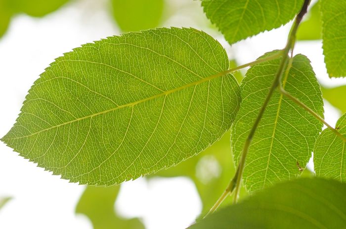 Apa Saja Fungsi Daun dan Macam-Macam Bentuk Tulang Daun? - Bobo