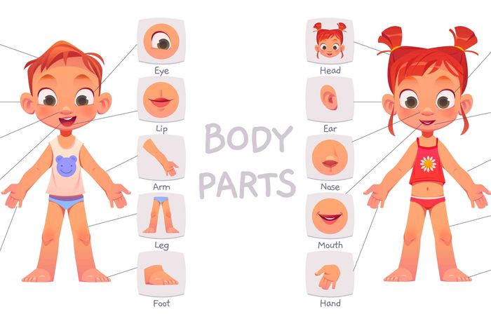Kumpulan Soal dan Jawaban Bahasa Inggris Materi Body Parts - Adjar