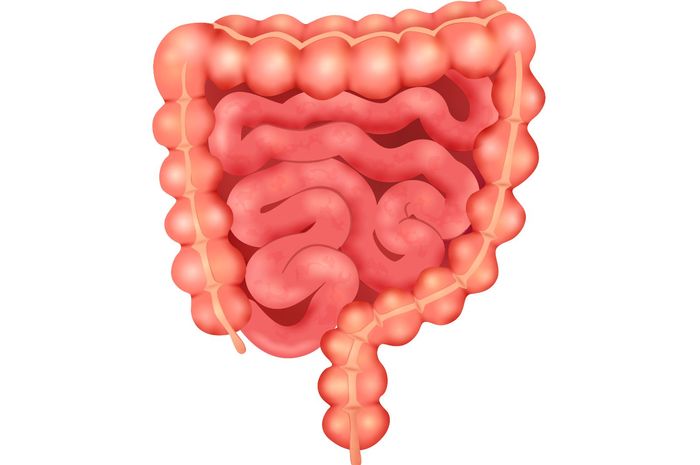 Contoh Soal dan Pembahasan Materi tentang Organ Usus pada Manusia - Bobo