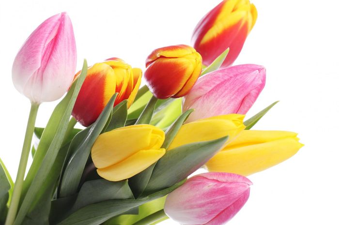 Disebut Bunga Klasik, Ini Beragam Makna Bunga Tulip Berdasarkan ...