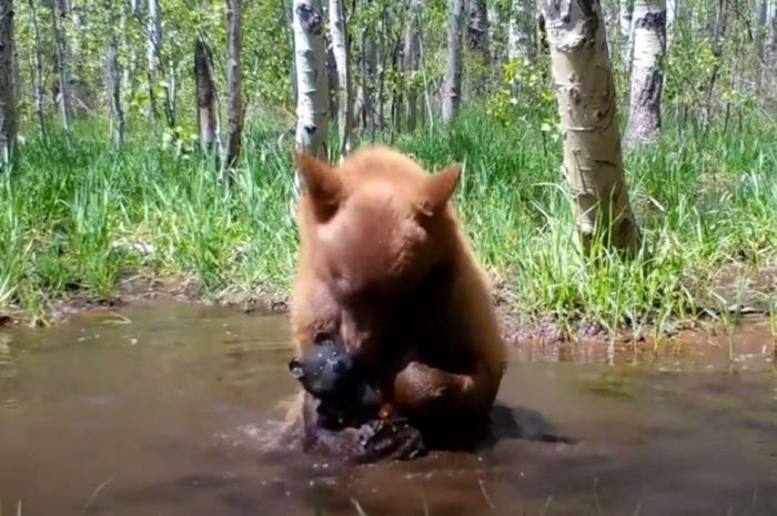 Gemas! Anak Beruang Ini Terekam sedang Asyik Mandi Bersama Beruang ...