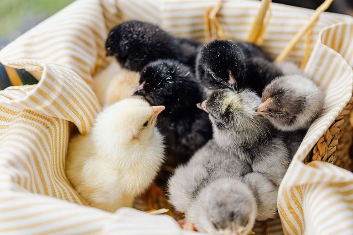 Ternyata Bayi Burung Bisa Migrasi Sendiri, Ini 6 Fakta Unik tentang ...
