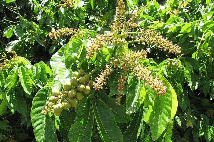 15 Jenis Tumbuhan Endemik Khas Indonesia, Ada Kayu Cendana hingga ...