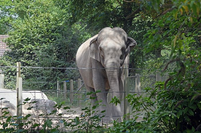 Dunia Hewan: Mengapa Tubuh Gajah Sangat Besar? Apa Untung dan Ruginya ...