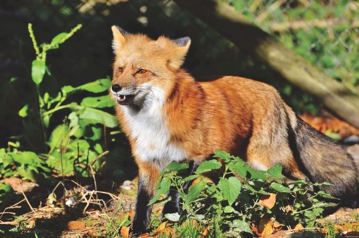 Ternyata Sama Seperti di Dongeng, Rubah di Alam Liar Juga Pandai ...