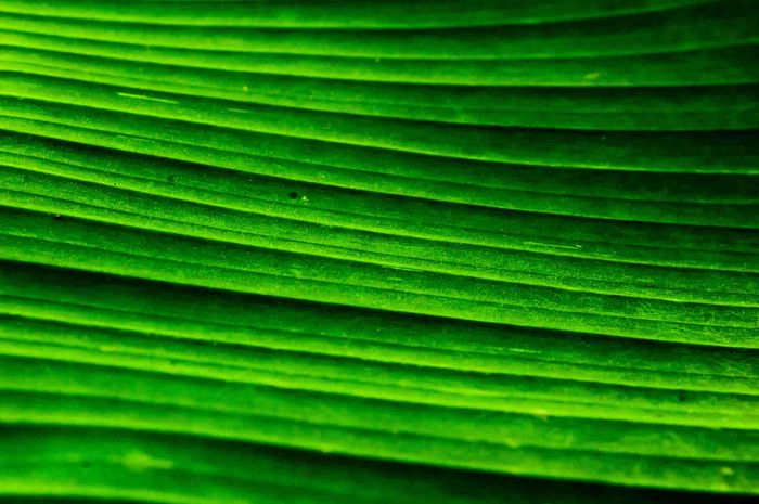 Tak Sekadar Jadi Pembungkus Makanan Daun Pisang Punya Banyak Manfaat