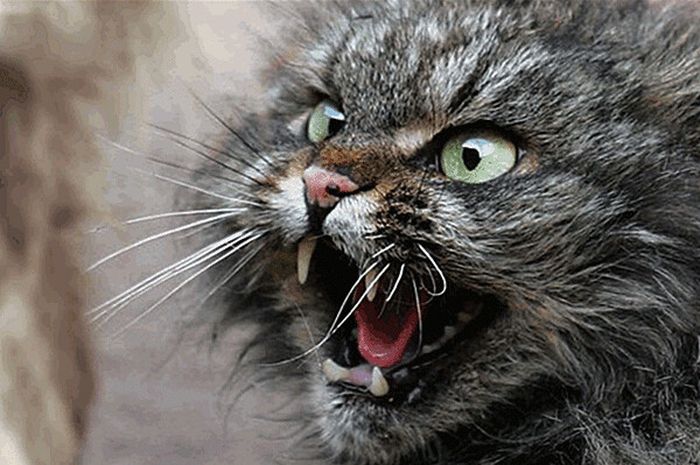 Bahaya, 5 Penyakit Kucing Ini Bisa Langsung Menular Ke Kita, Lho ...