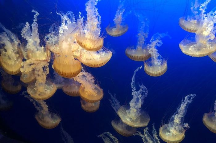 Kingdom Animalia: Pengertian, Karakteristik, dan Contoh Organisme - Bobo