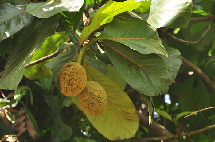 Orang Dayak Iban Tahu Pohon Terap Ada Dua Jenis, Kini Terbukti Ilmiah ...