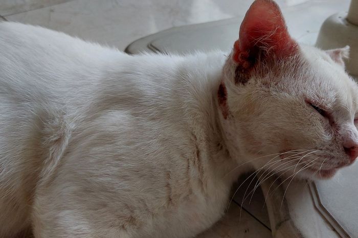 4 Cara Membasmi Kutu pada Kucing dengan Bahan-bahan Alami Ini, Salah ...