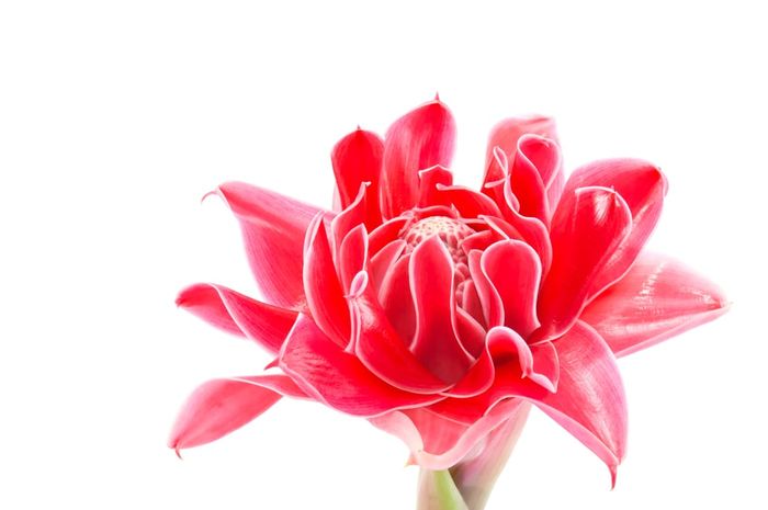 Tak Hanya Unik Aroma Dan Rasanya Daun Merah Muda Ini Juga Punya