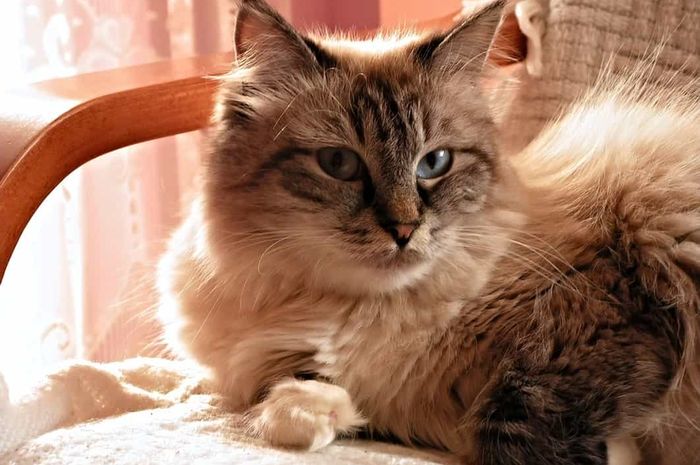 Mengenal Kucing Siberia, Spesies Kucing Domestik Paling Tahan Dingin - Kids