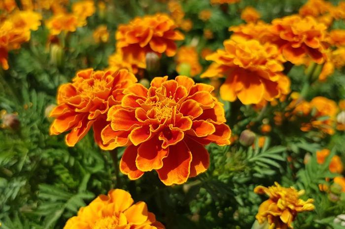 Tips Hidup: Nyamuk Auto Minggat Jika 5 Jenis Tanaman Ini Ada di Rumah ...