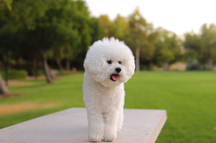 5 Ras Anjing Lucu dengan Ciri Khas Bulu Keritingnya, Pelihara Salah ...