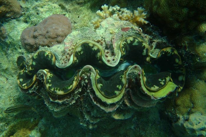 Kerang Raksasa Ini Beratnya Mencapai 200 Kilogram, Apakah Menghasilkan ...