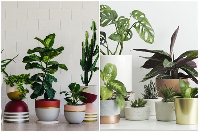 3 Online Shop Pot Tanaman Hias Estetik Murah dan Lengkap - Stylo