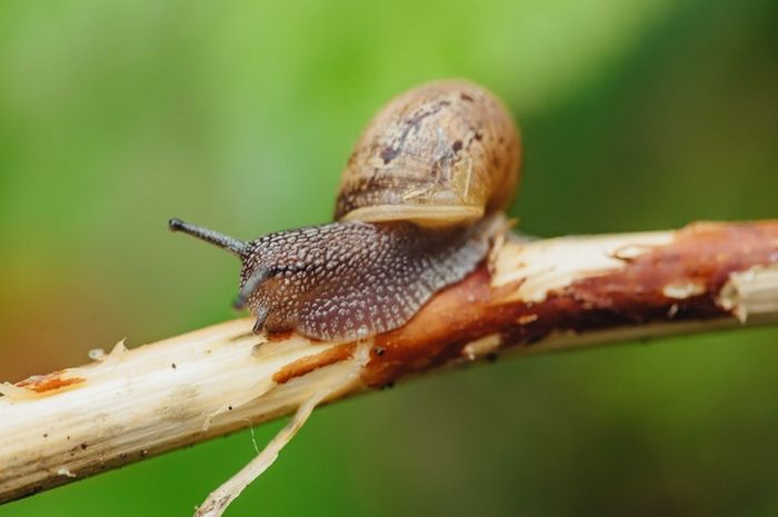 Bernapas seperti Mamalia, Begini Cara Kerja Sistem Pernapasan Siput - Kids