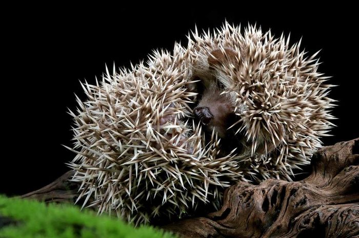 Tidak Menggunakan Mata untuk Berburu, Ini 6 Fakta Unik Landak - Bobo