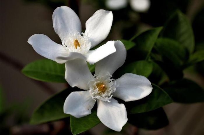 Bunga Apa yang Disebut Puspa Bangsa? - Adjar