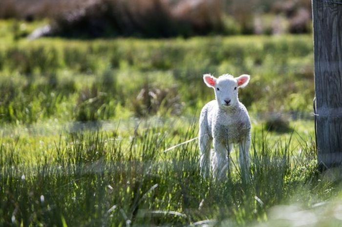 Mengenal Perbedaan Domba dan Kambing, Mulai dari Habitatnya - Kids