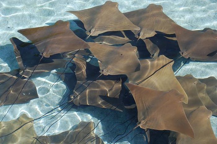 Kelompok Hewan Ikan atau Pisces: Ciri-Ciri dan Klasifikasi Lengkapnya ...