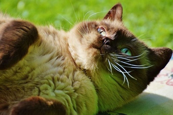 Kenalan dengan Kucing Balinese, Spesies Kucing Campuran yang Anggun - Kids