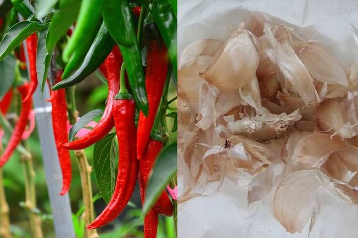 Pakai Air Saja Belum Cukup, Coba Tambah Kulit Bawang Putih, Tanaman ...