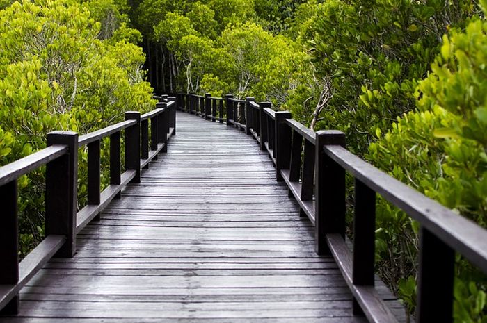 Ciri-Ciri Flora Indonesia Bagian Barat Lengkap dengan Contohnya - Bobo