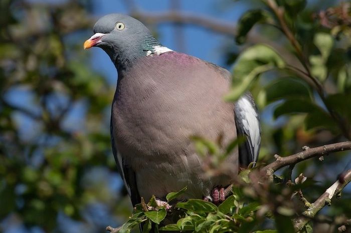 Di Mana Habitat Burung Merpati? - Adjar