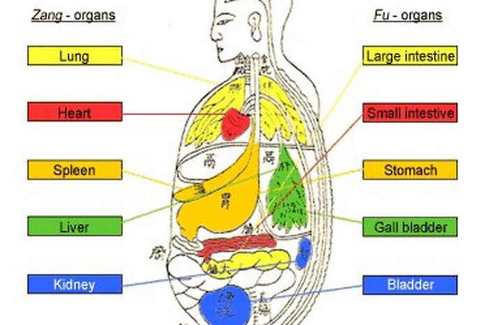 Konsep Zang-Fu Dalam Pengobatan Tradisional Cina (TCM) dan Manfaatnya ...