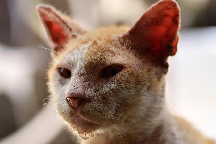 Apa Itu Jamur Ringworm pada Kucing, Bisakah Menular pada Manusia? - Bobo