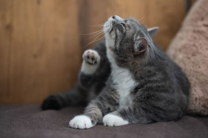 Penyakit Ringworm pada Kucing: Pengertian, Penyebab, dan Gejalanya - Bobo