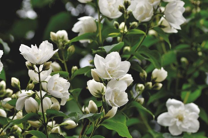 Bukan Hanya Melati, Ini 6 Bunga yang Terkenal Beraroma Sangat Harum - Bobo