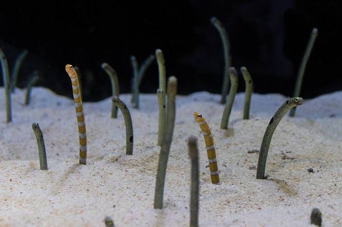 Dunia Hewan: Strategi Belut Taman Cari Makan Saat Melawan Arus Laut ...