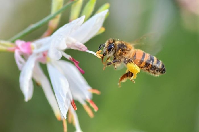 Bagaimana Cara Serangga Membantu Proses Penyerbukan pada Tumbuhan? - Adjar