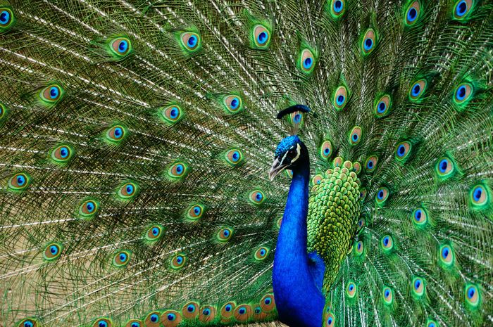 Contoh Soal dan Pembahasan Materi tentang Persebaran Fauna di Indonesia ...