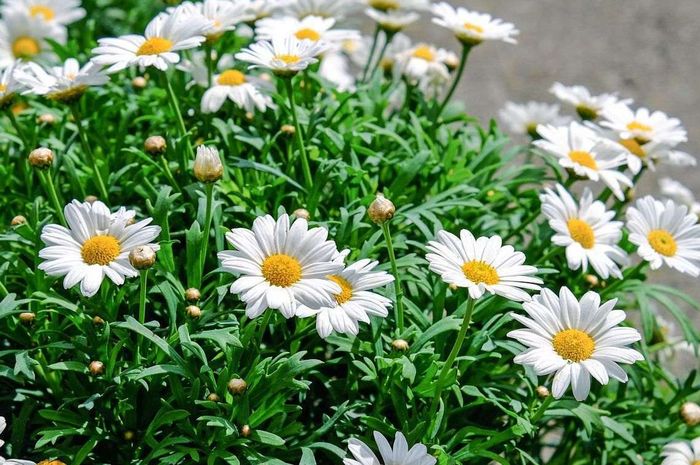 6 Fakta Unik Bunga Daisy, Mudah Ditanam hingga Nama yang Penuh Arti - Bobo