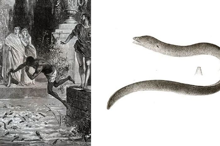 Siapa Pria Terkejam di Romawi yang Suka Melempar Budak ke Kolam Belut ...