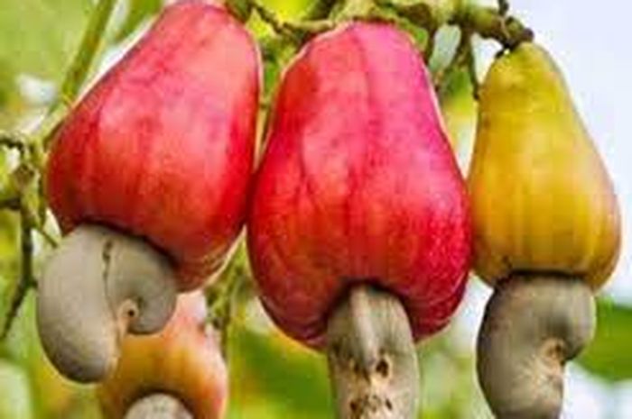 Gatal Karena Kudis, Atasi Sakit Kulit dengan Buah Jambu Monyet - Grid ...