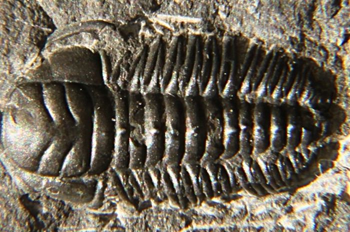 Dunia Hewan: Pertumbuhan Trilobita Purba Mirip Krustasea Laut Modern ...