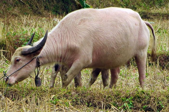 4 Fakta Menarik Kirab Malam 1 Suro di Surakarta, Salah Satunya Iringan ...