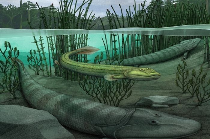 Fosil Baru Ini Ungkap Kebalikan Transisi Evolusi Ikan Purba Tiktaalik ...