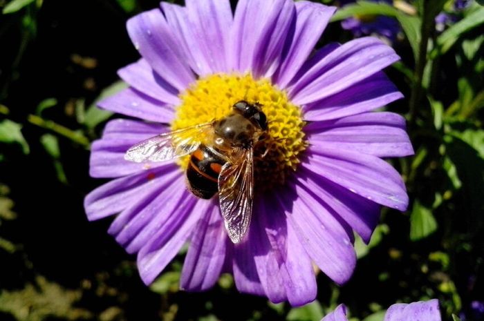 Cara Tumbuhan Berbunga Berkembang Biak, Materi Kelas 4 SD - Bobo